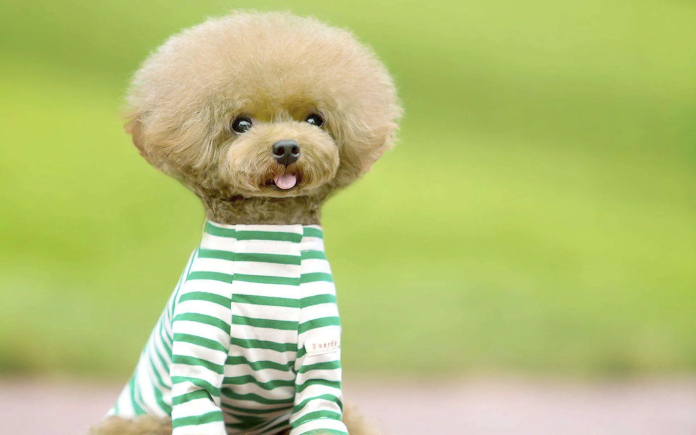 Learn about the Chinese pet dog market trends — Shanghai Jungle