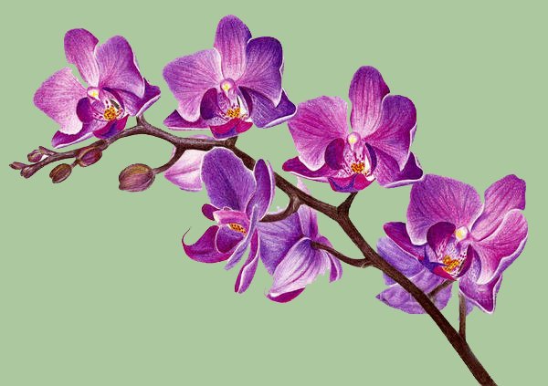 Food Gallery — Small Chef At Large