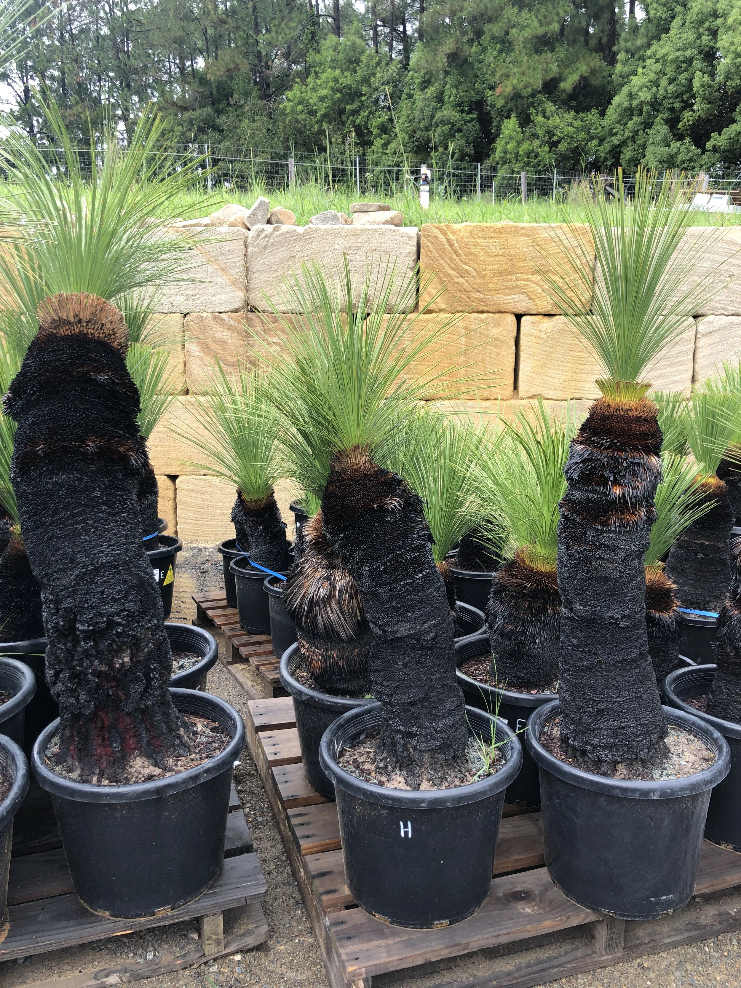 About Grass Trees — Sunrise Grass Trees