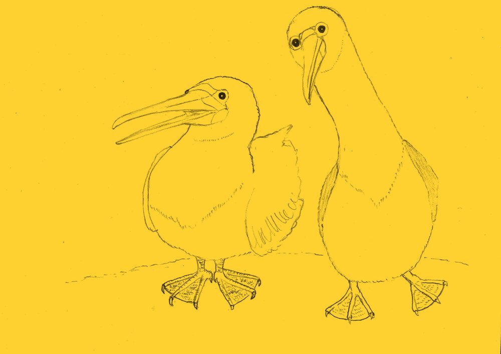 Animal animal 003—A seabird named Sula sula—The Saint of Bright Doors ...