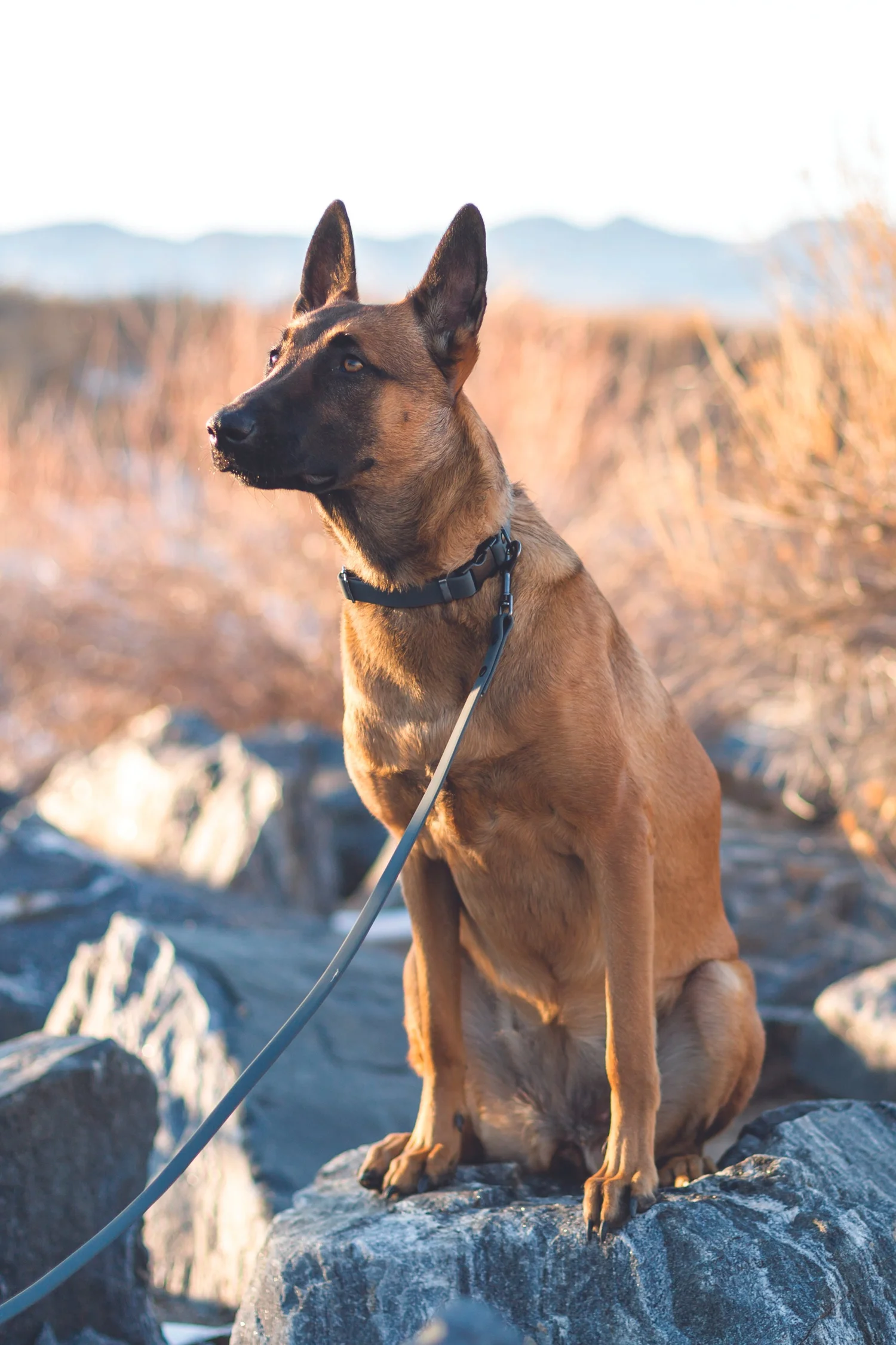 Euro Dog Collars and Leashes