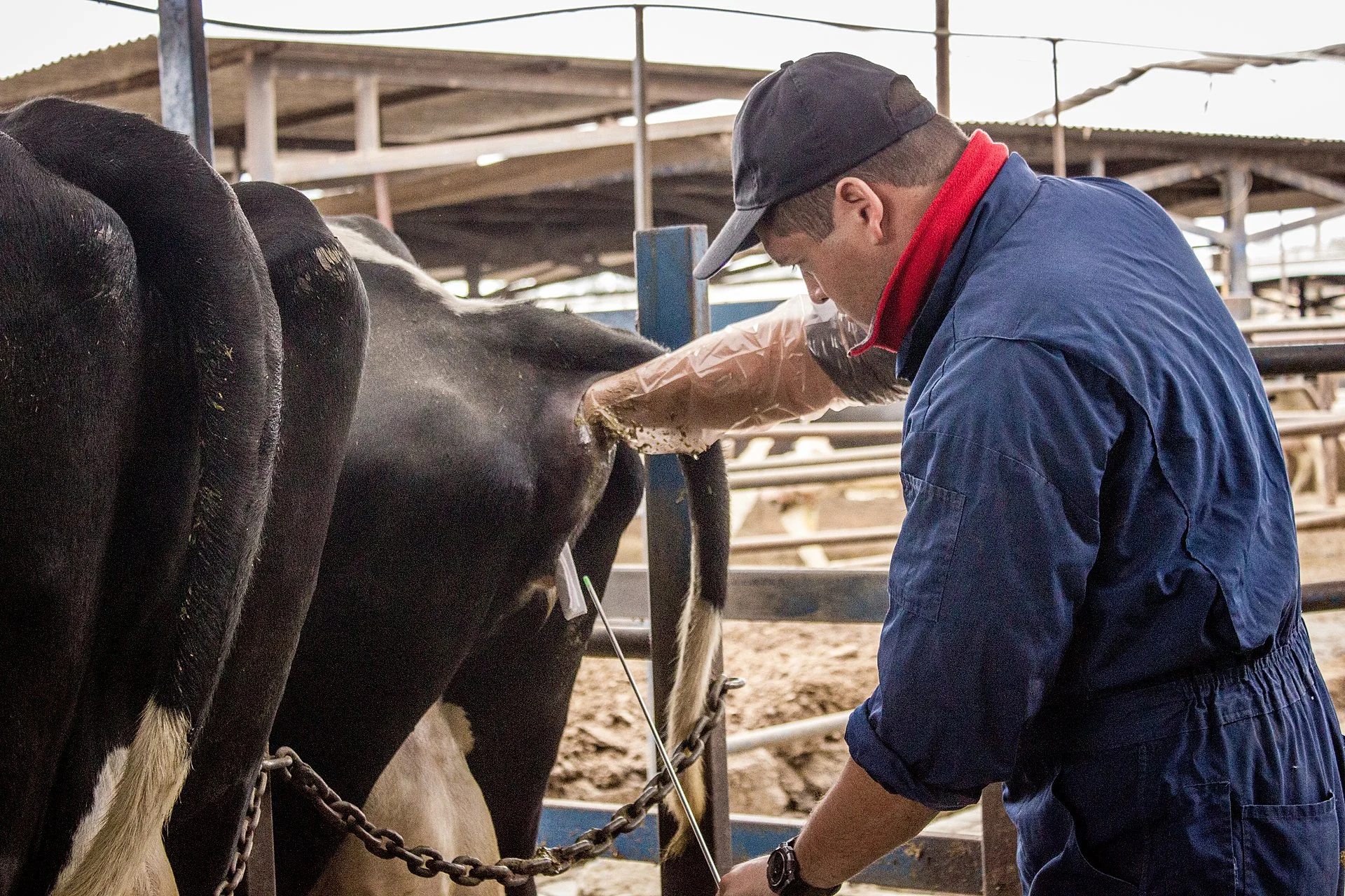 The Lives of Dairy Cows: Understanding the Realities of the Dairy ...