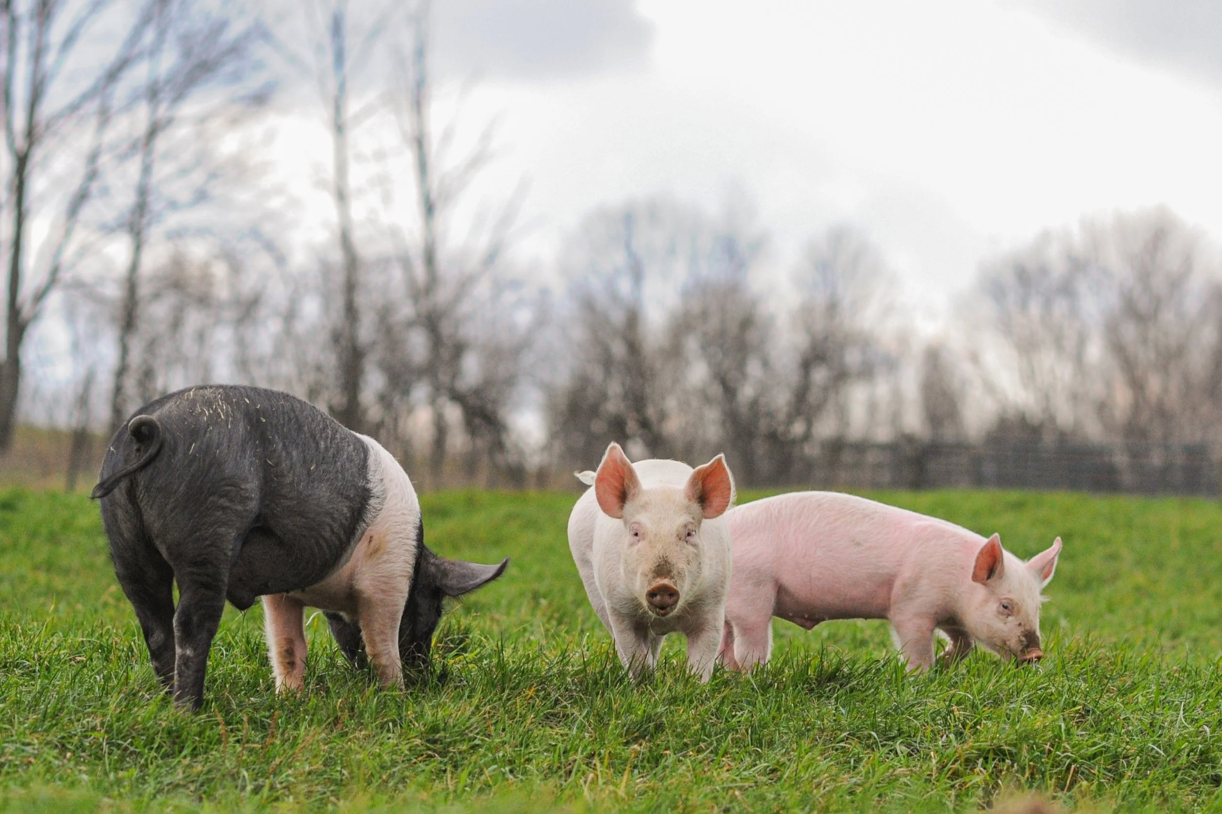 Understanding Pig Farming for Meat: An Inside Look into the Treatment ...