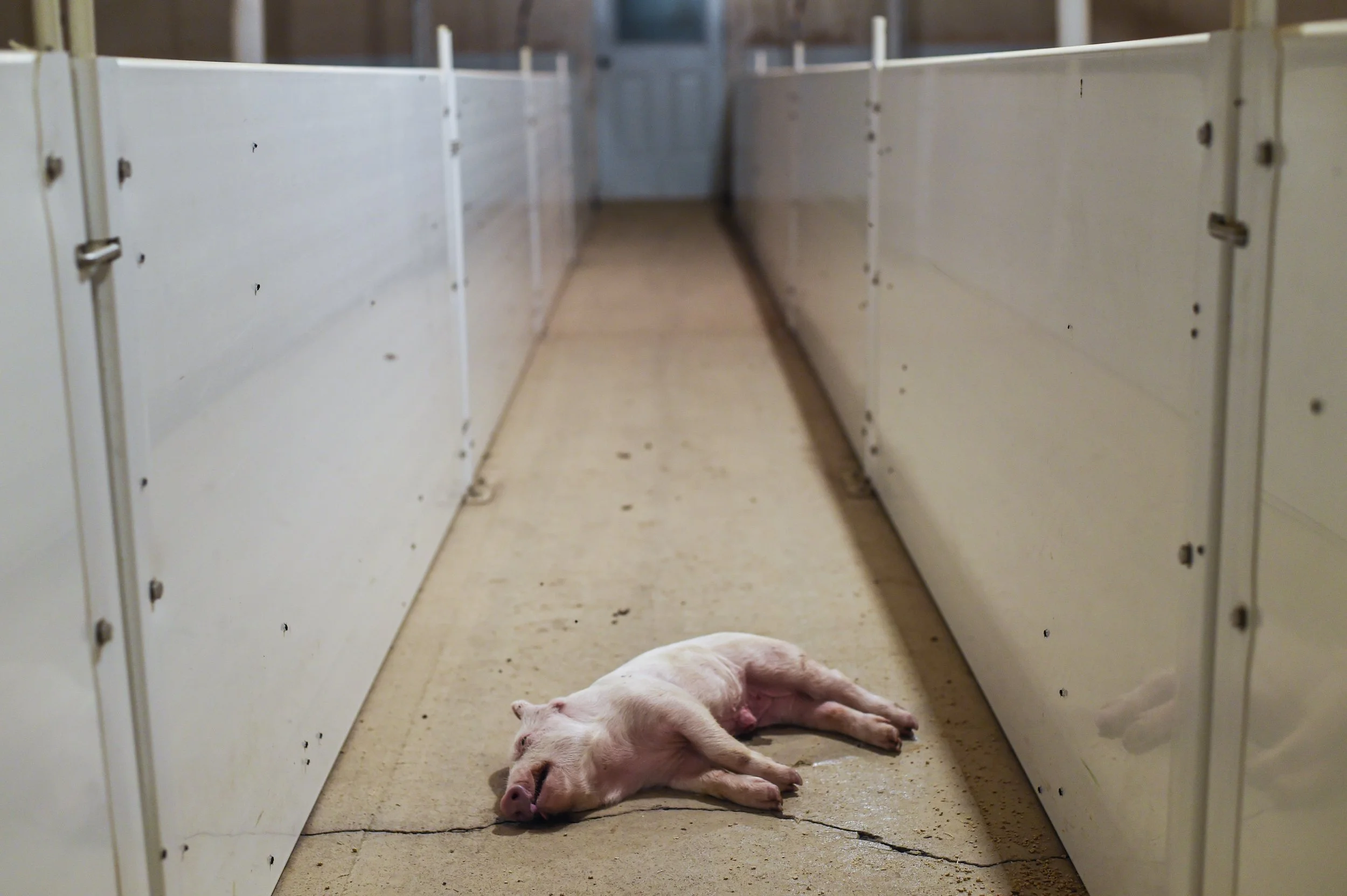 Understanding Pig Farming for Meat: An Inside Look into the Treatment ...