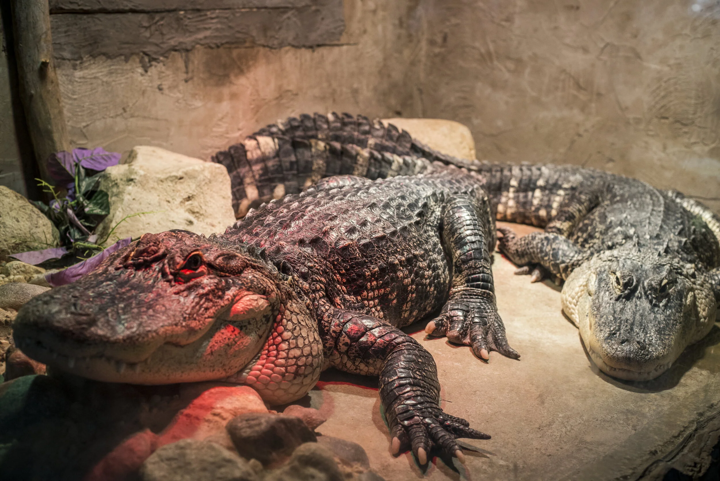 Reptilia — Toronto Attractions Council