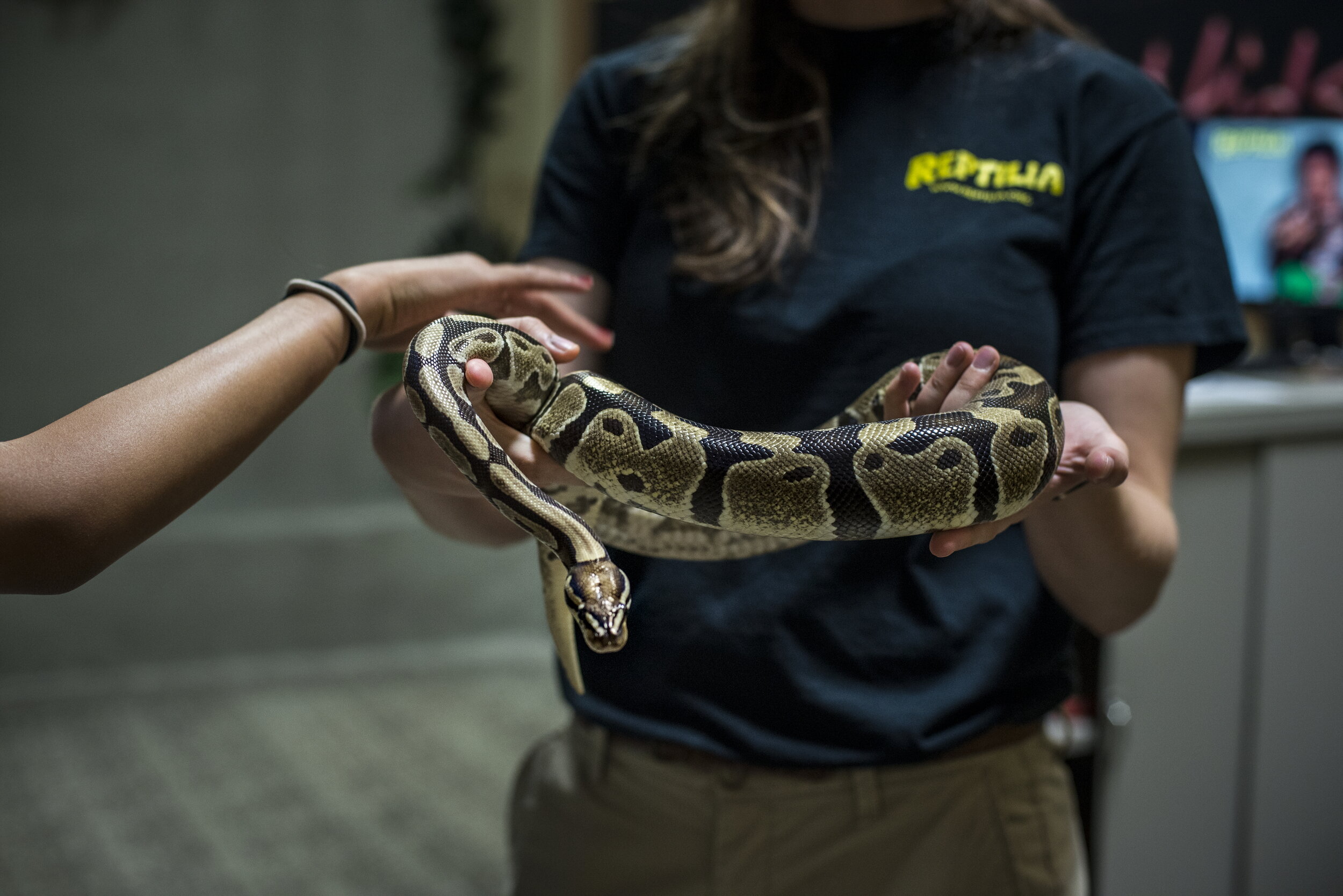 Reptilia — Toronto Attractions Council