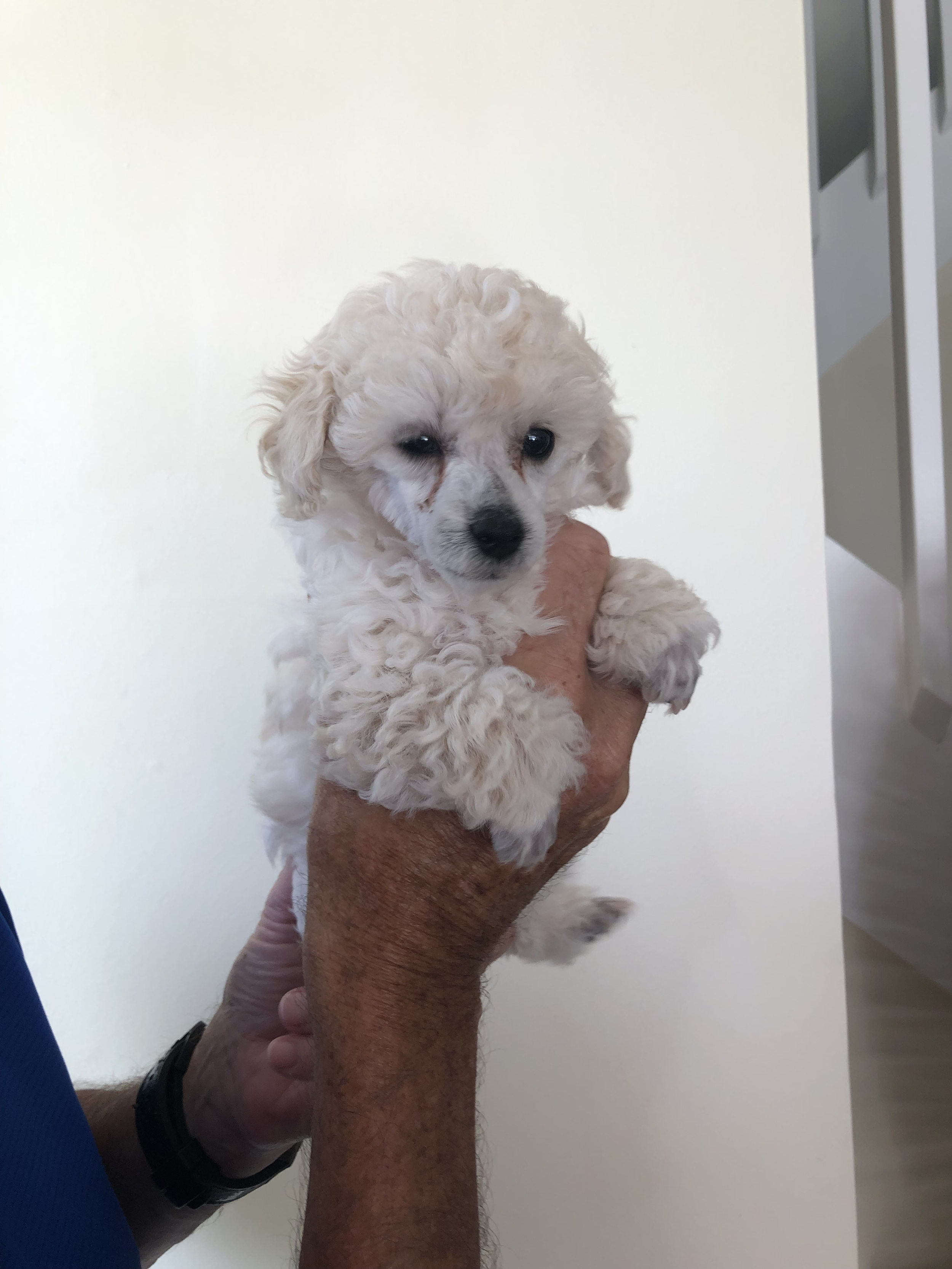 White Toy Poodle Puppy