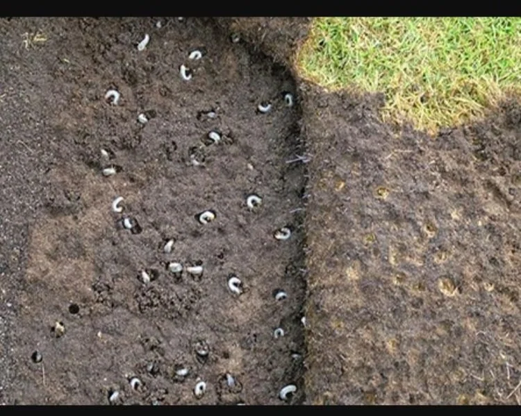 What are Leather Jackets and Chafer grubs? — Lawn Treatments - Hampshire