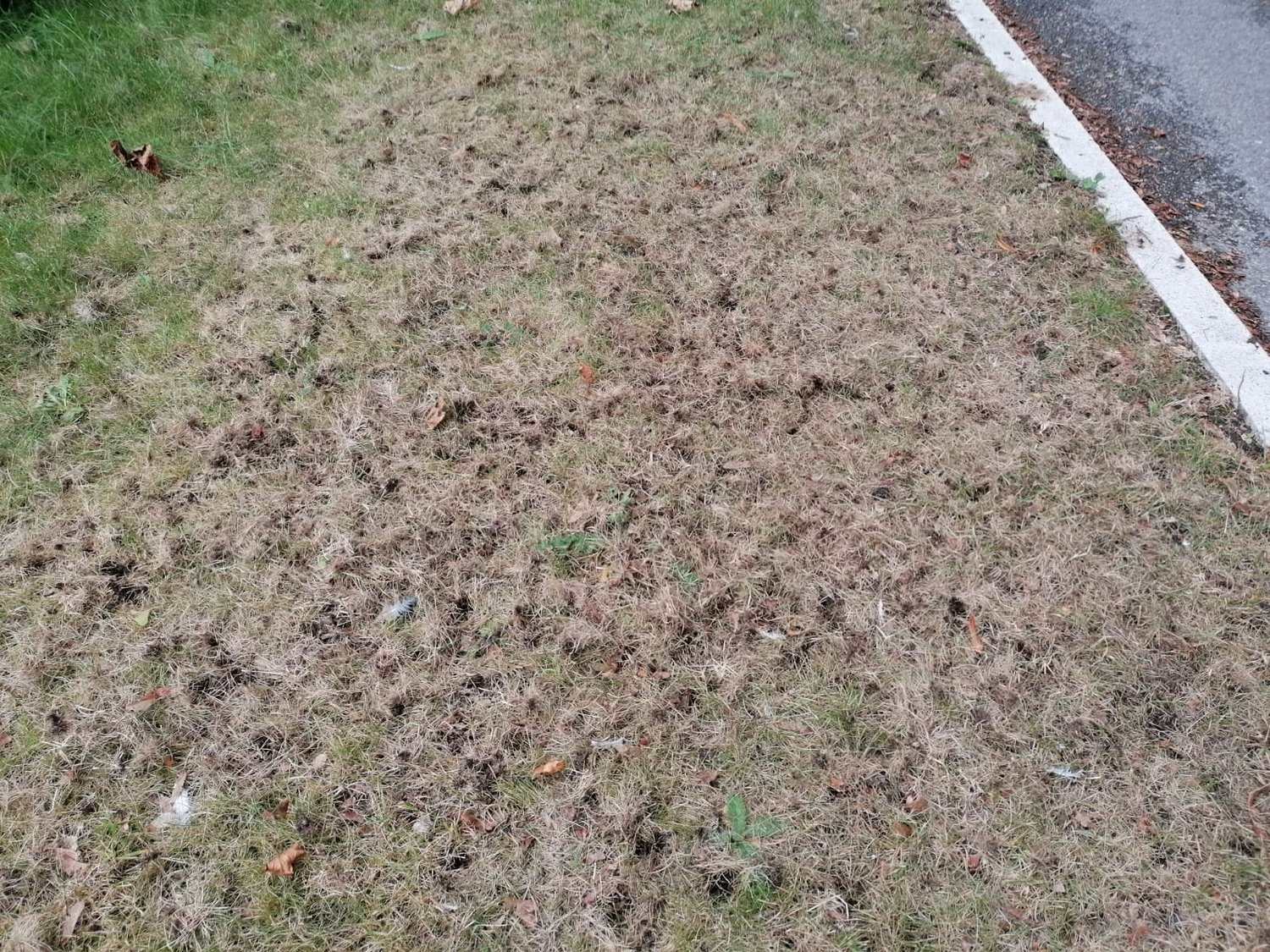 What are Leather Jackets and Chafer grubs? — Lawn Treatments - Hampshire