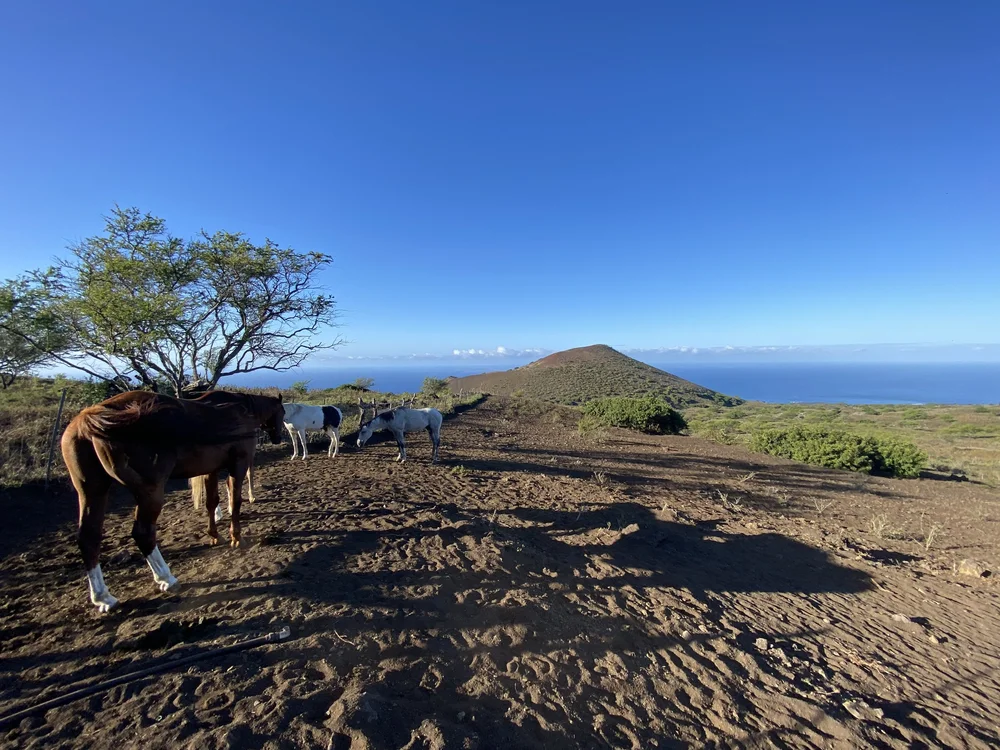 The Spirit Horse Ranch