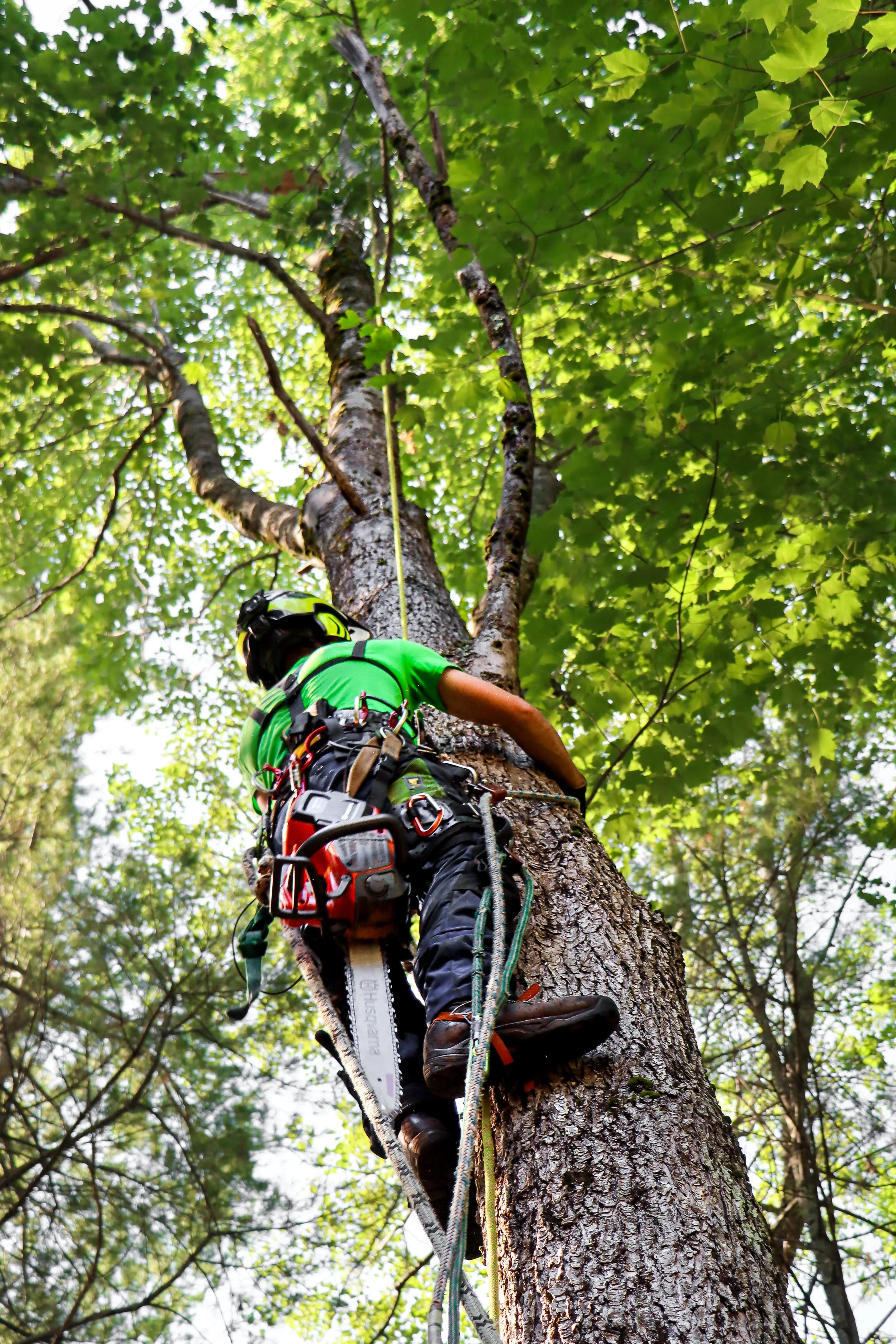 TOP BRANCH TREE SERVICE