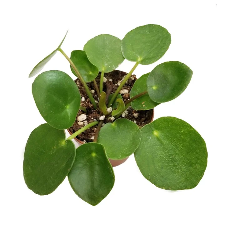 Steph's Sprouts
