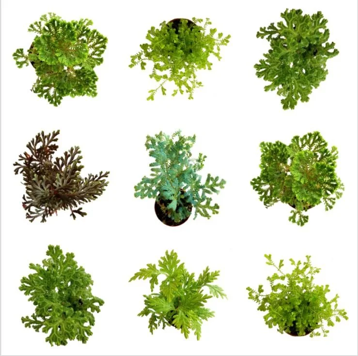 Plant Care — Steph's Sprouts