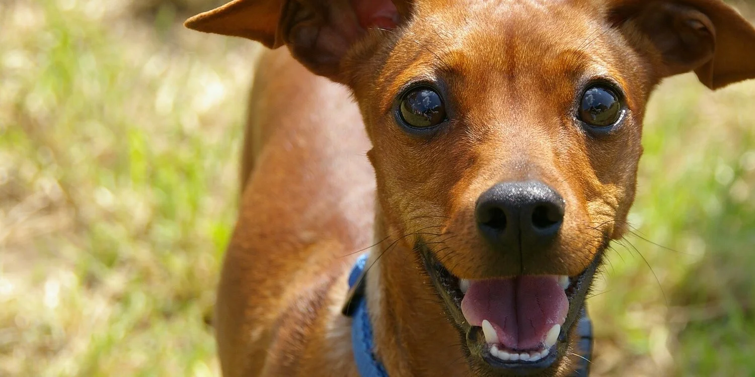 SCARS | Sunshine Coast Animal Refuge
