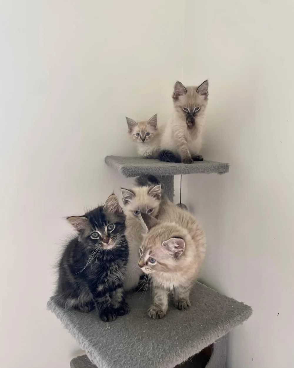 Feed the Kittens Campagin | Sunshine Coast Animal Refuge