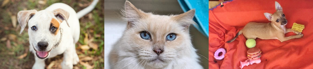 Surrendering your Pet | Sunshine Coast Animal Refuge