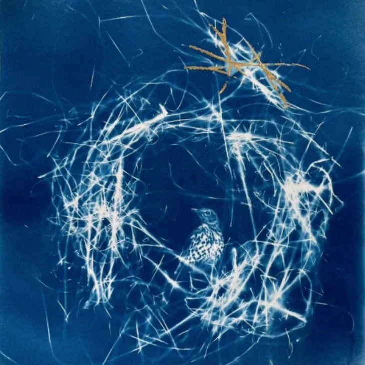 Anne Guest — Paragon Gallery | Cheltenham Art Gallery