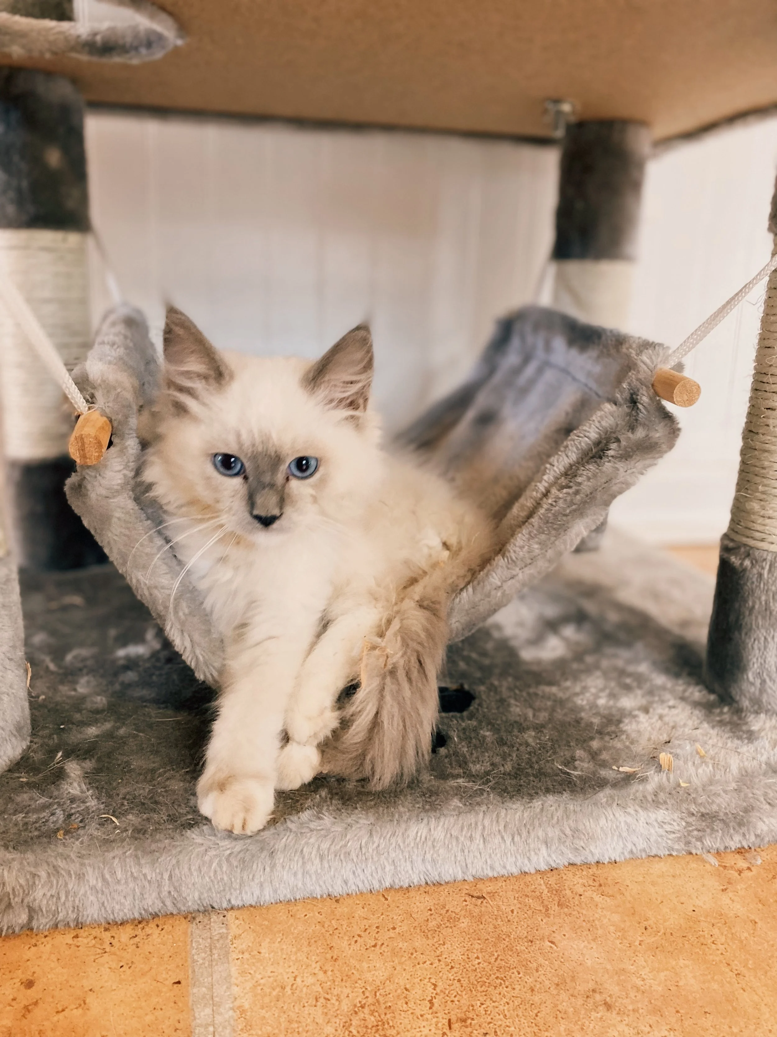 Home - HOHENHEIM RAGDOLLS CATTERY | TICA Registered Ragdoll Cats ...