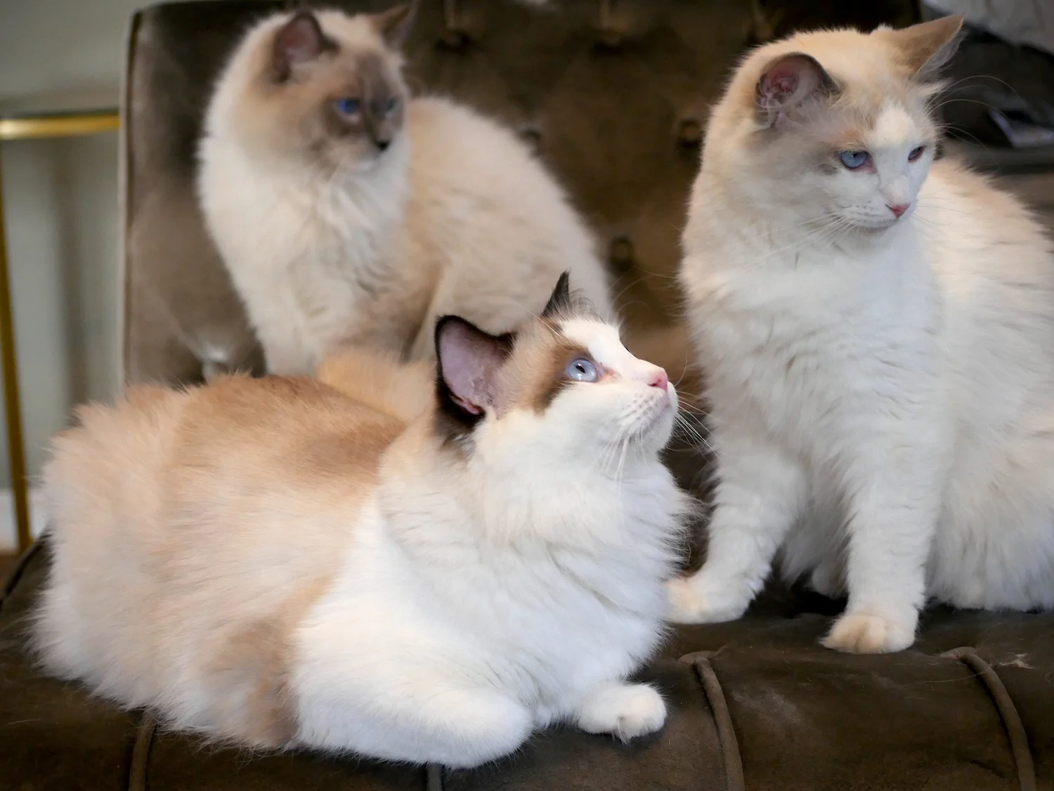 Home | Hohenheim Ragdolls - Trusted Tennessee Ragdoll Breeders