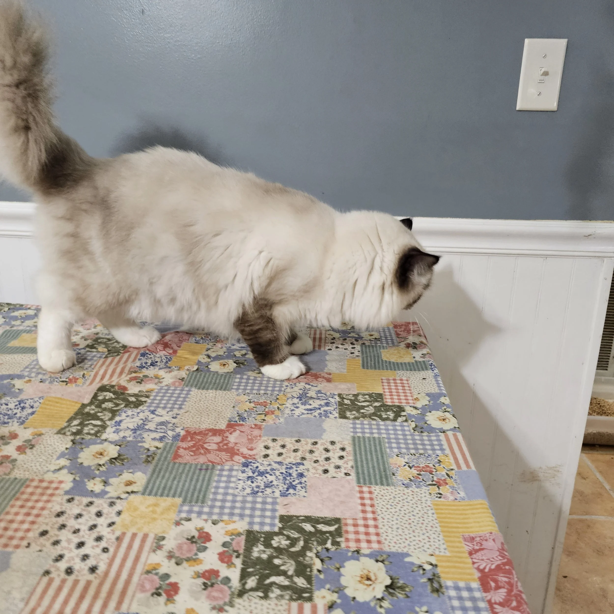 Home | Hohenheim Ragdolls - Trusted Tennessee Ragdoll Breeders