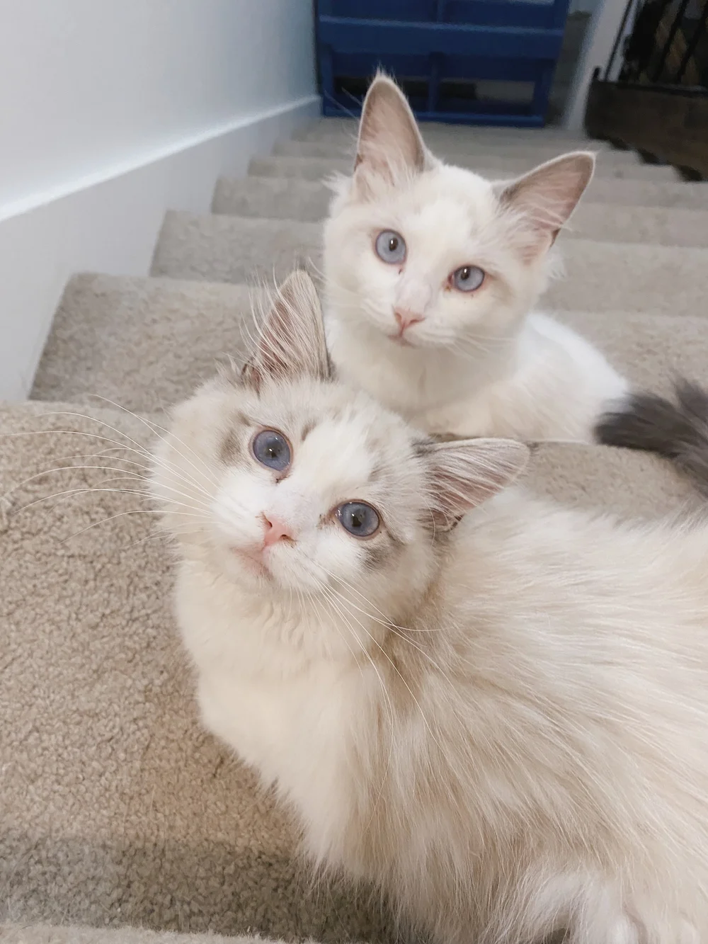 Home | Hohenheim Ragdolls - Trusted Tennessee Ragdoll Breeders