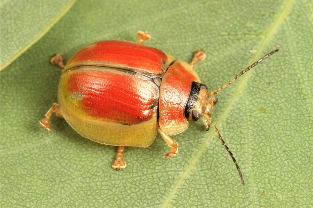 The Entomological Society of Victoria