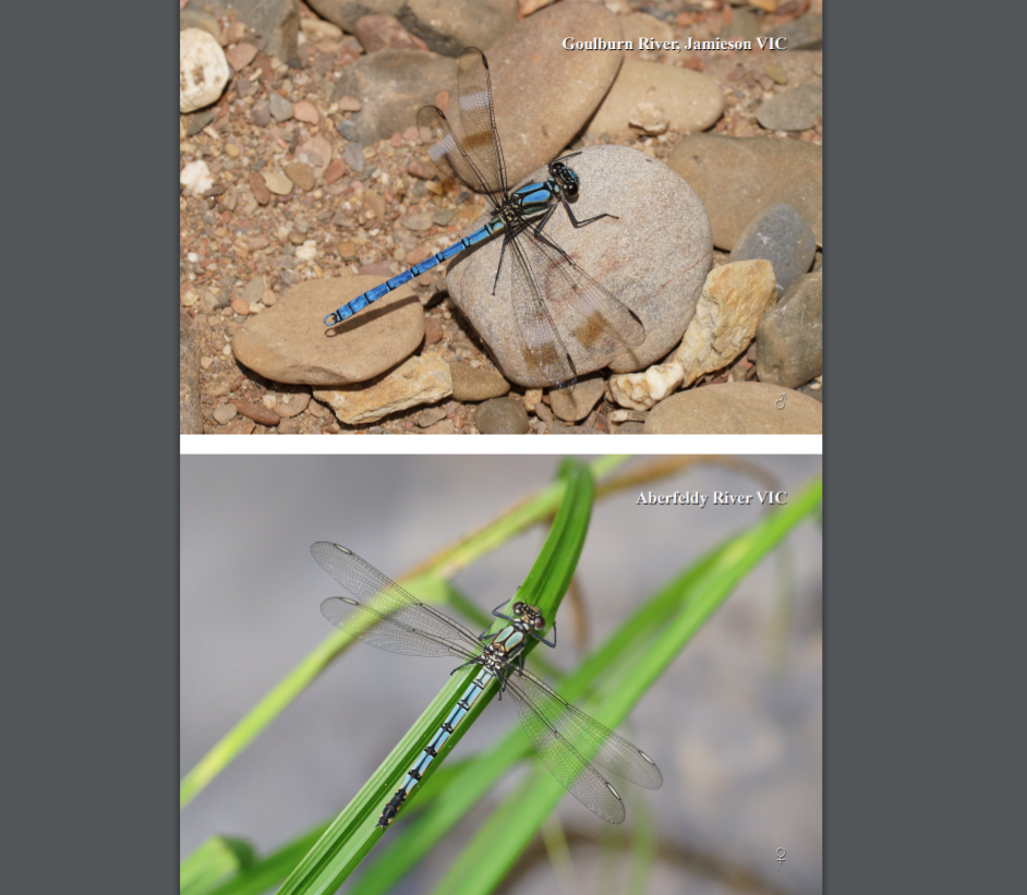 Dragonflies and Damselflies of Victoria and Tasmania — The ...