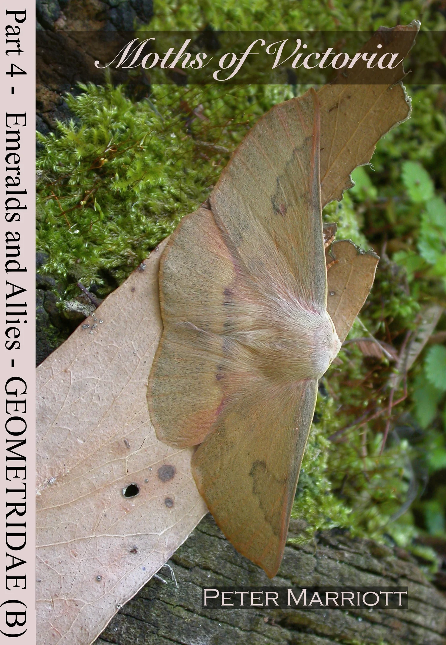 Moths of Victoria - Complete Set — The Entomological Society of Victoria