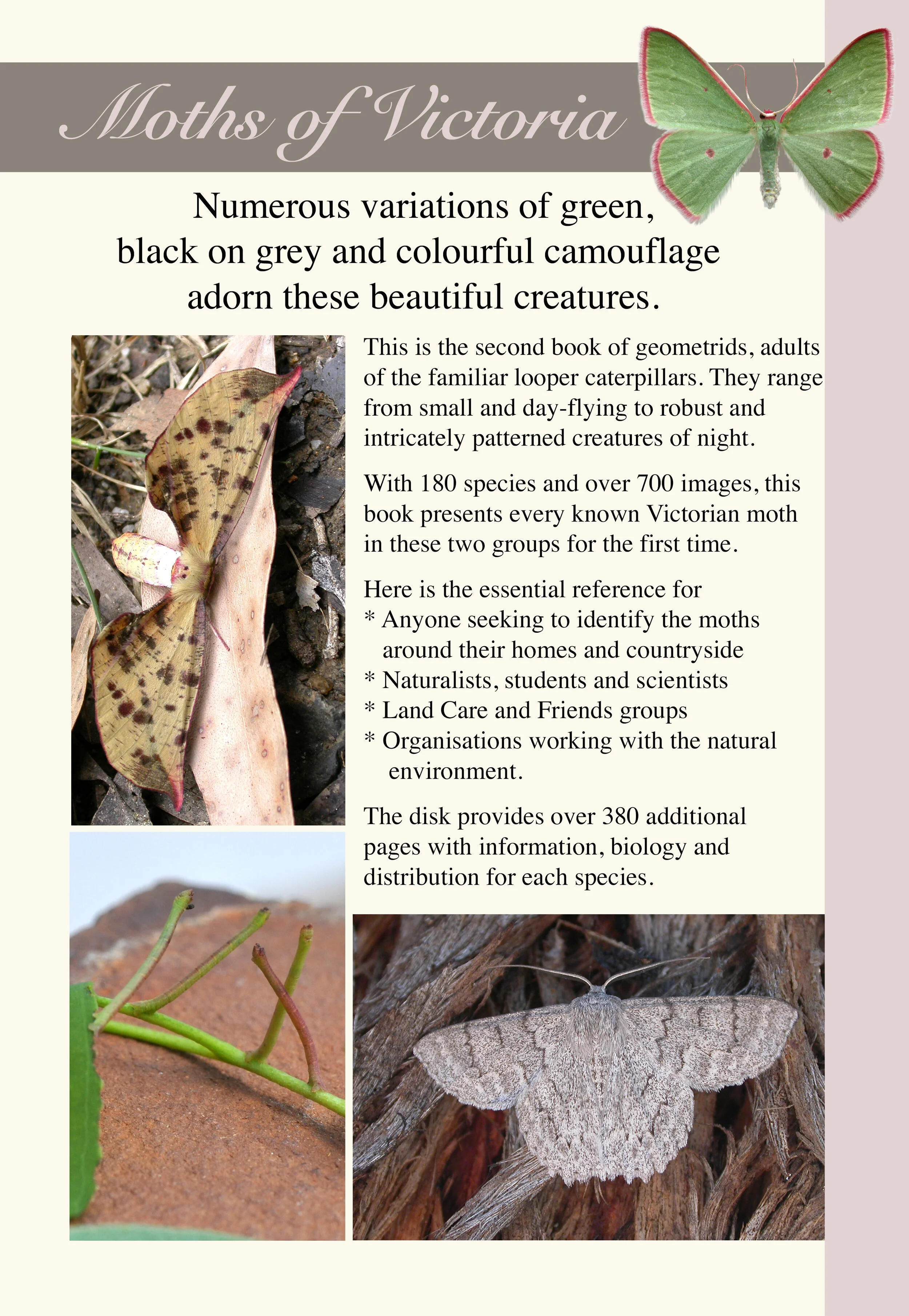 Moths of Victoria - Complete Set — The Entomological Society of Victoria