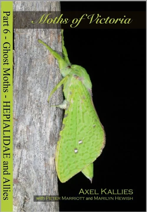 Moths of Victoria Part 6 — The Entomological Society of Victoria