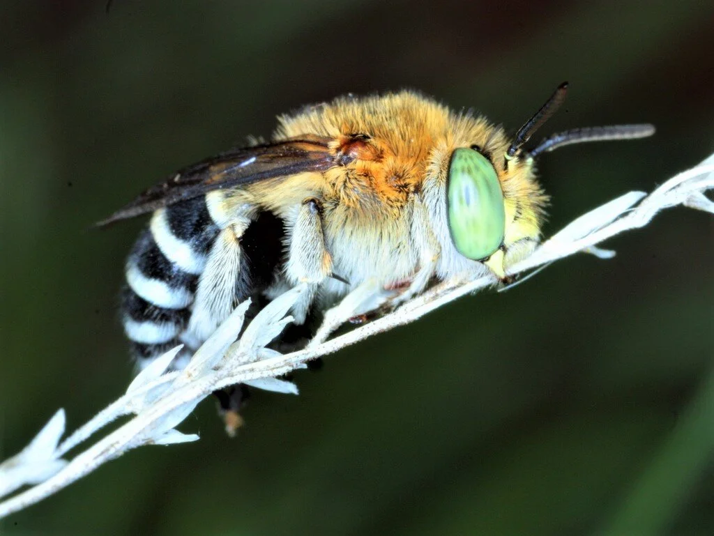 Contact — The Entomological Society of Victoria