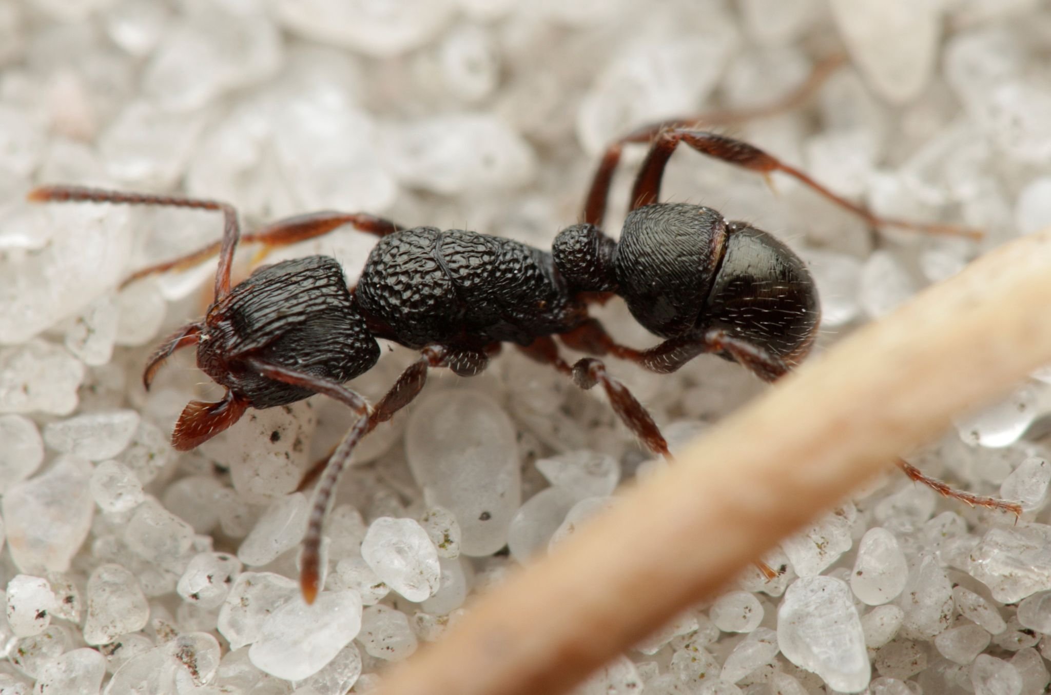 Contact — The Entomological Society of Victoria