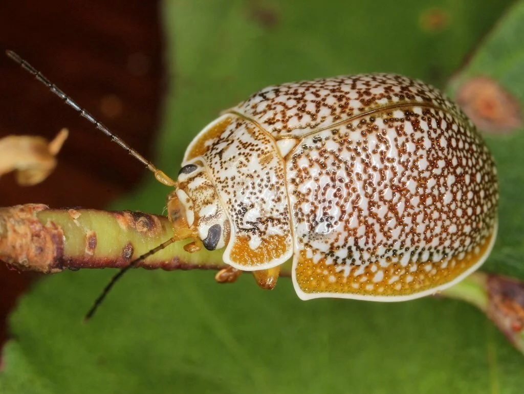The Entomological Society of Victoria