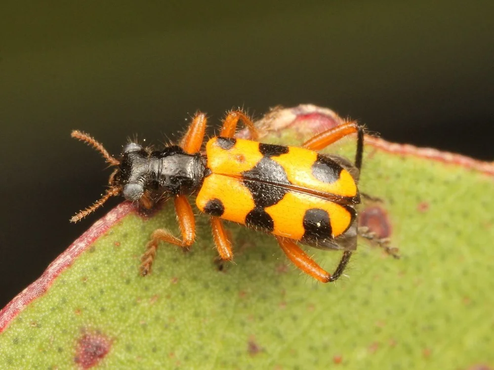 About — The Entomological Society of Victoria