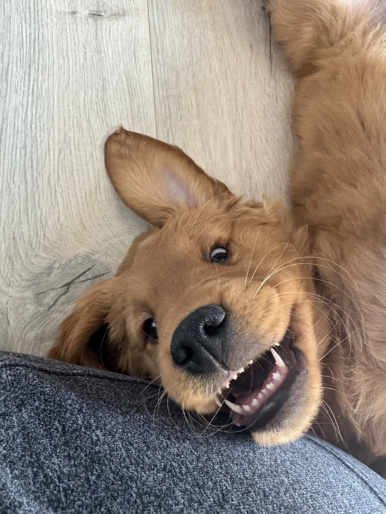 Green Mountain Golden Retrievers of Vermont