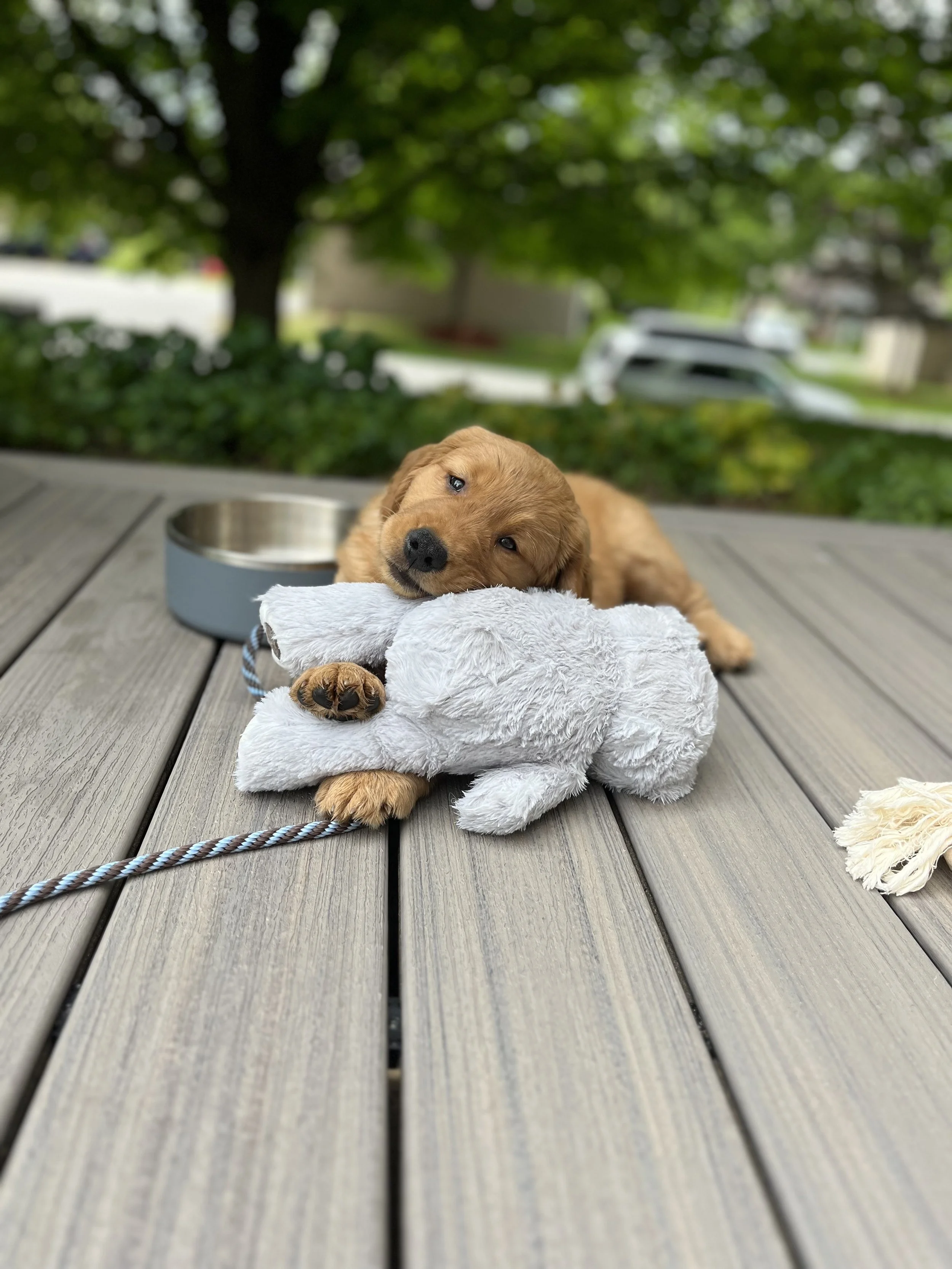 Green Mountain Golden Retrievers of Vermont