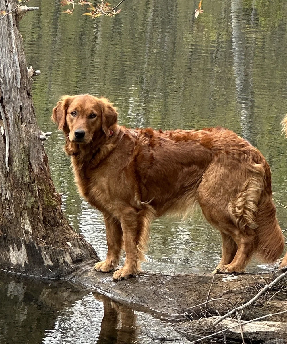 Our Females — Green Mountain Golden Retrievers of Vermont