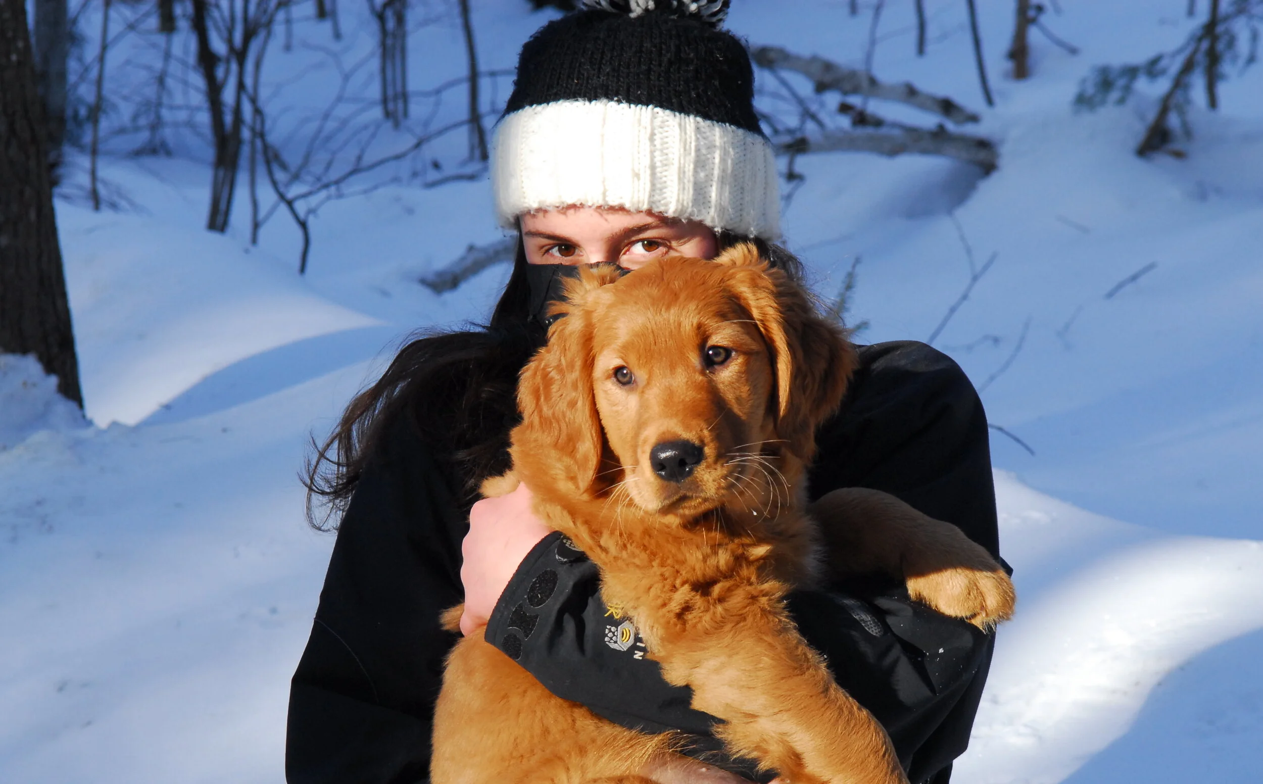 Green Mountain Golden Retrievers of Vermont