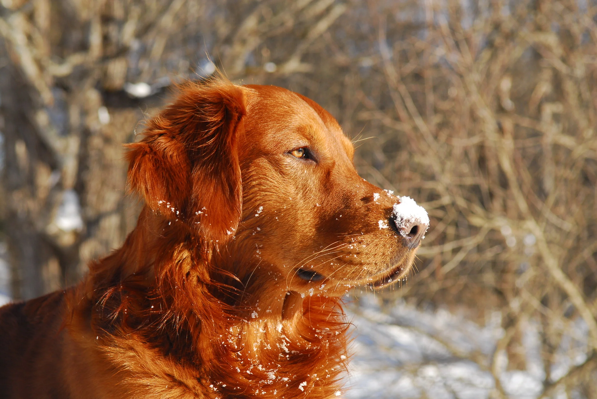 Green Mountain Golden Retrievers of Vermont