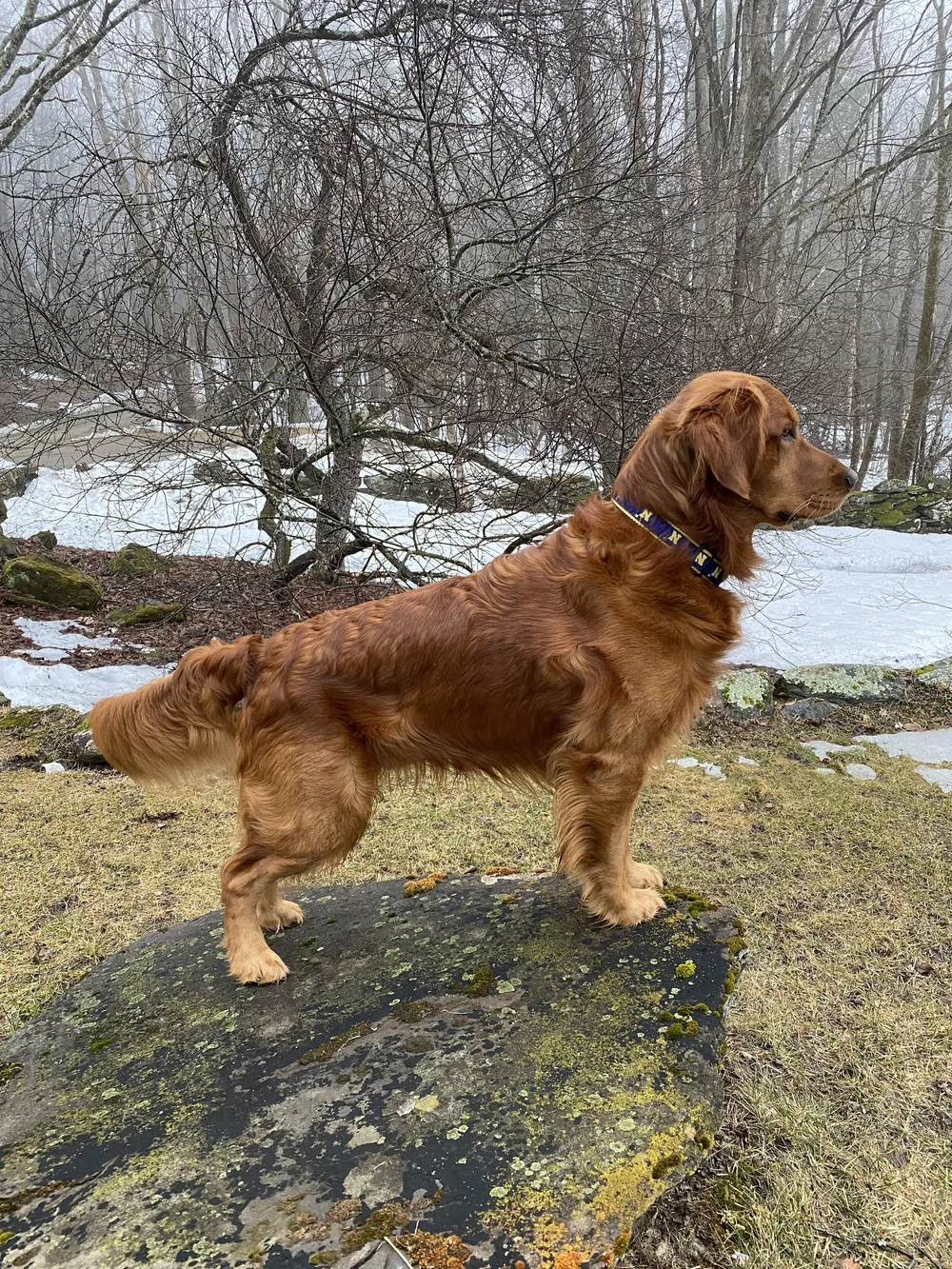 About — Green Mountain Golden Retrievers of Vermont