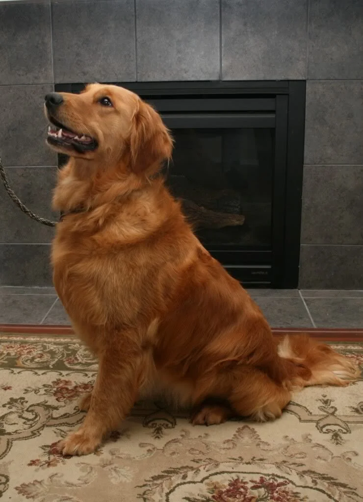 Green Mountain Golden Retrievers of Vermont