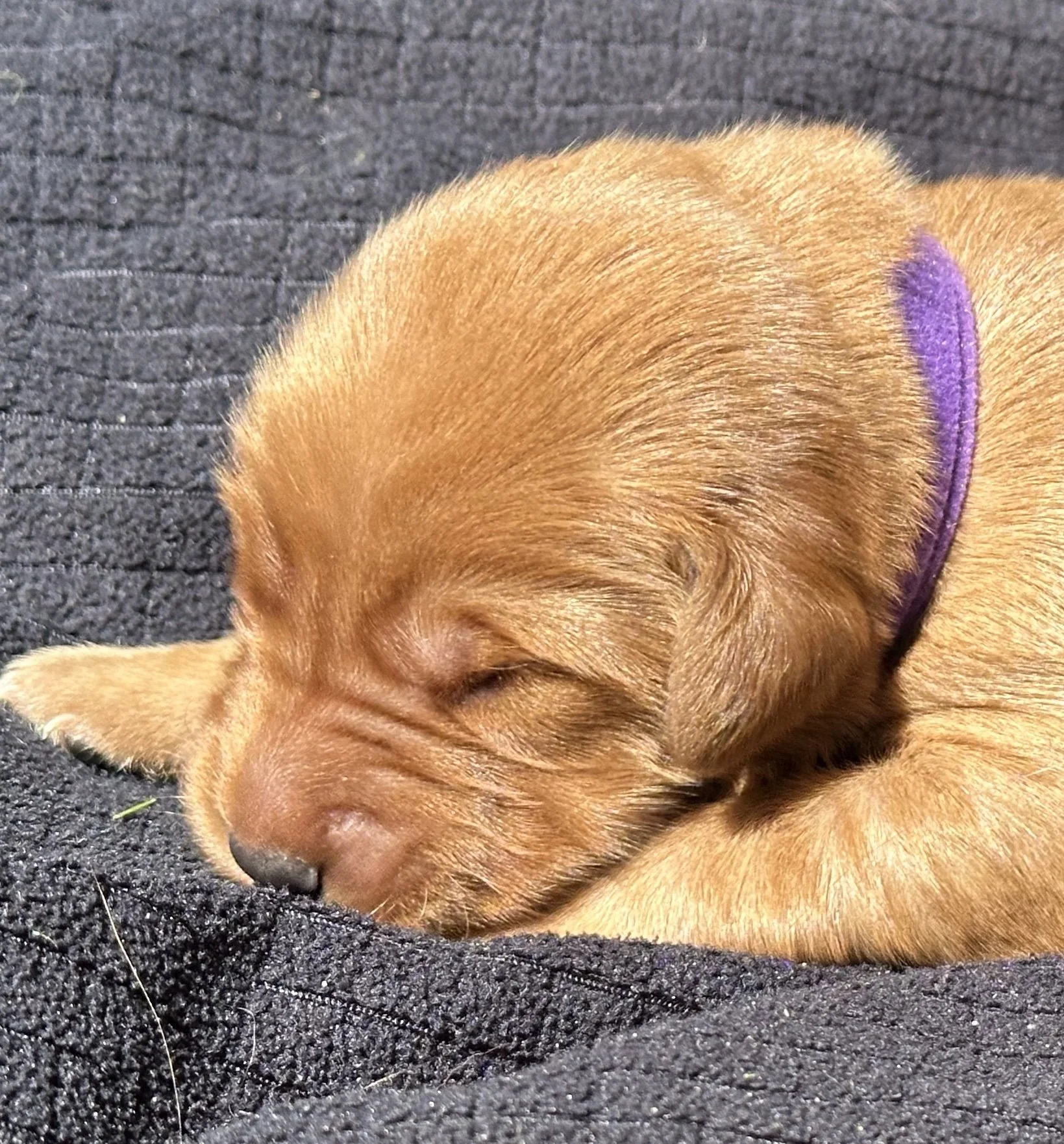 Current Litters — Green Mountain Golden Retrievers of Vermont