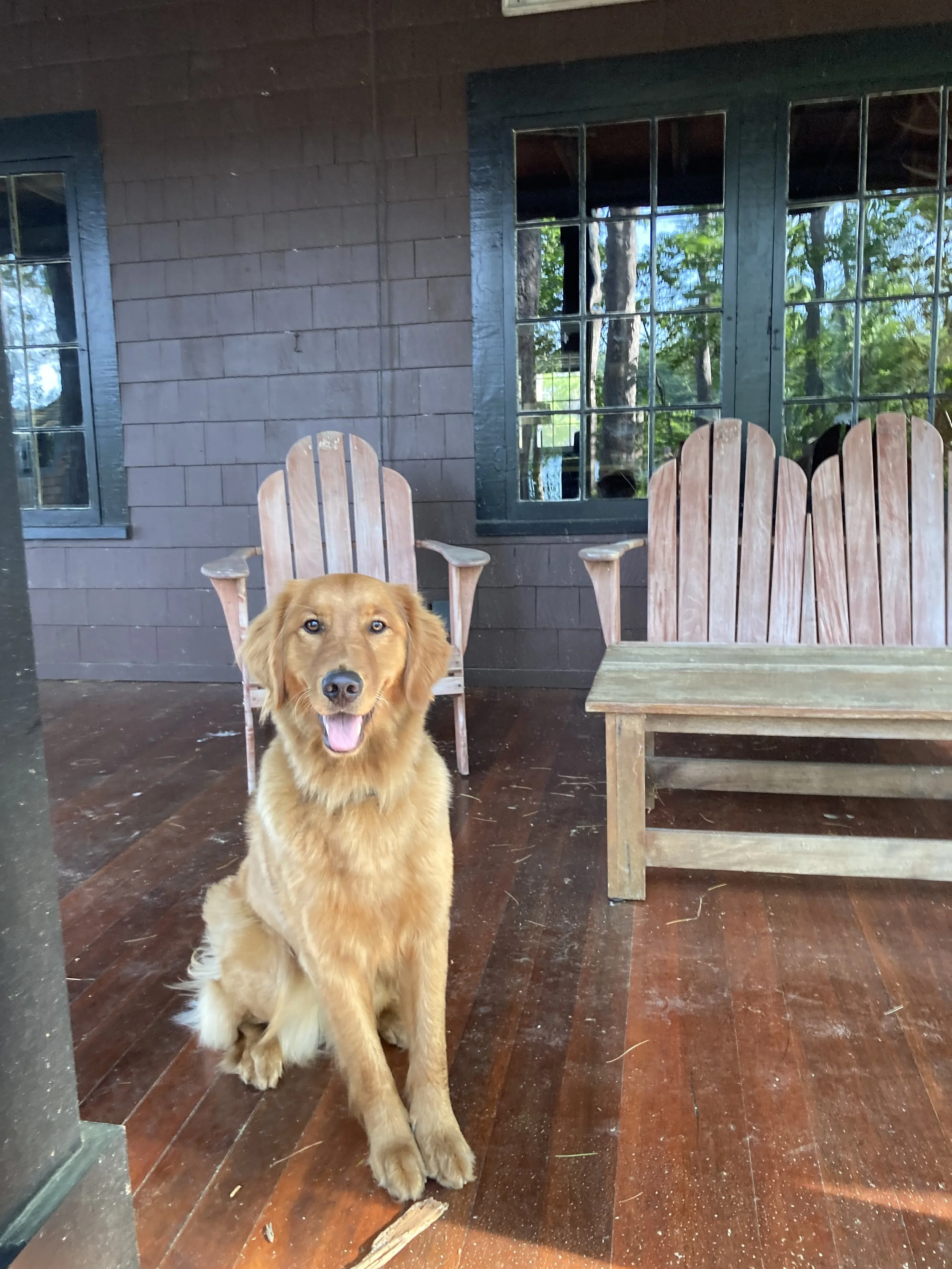 Green Mountain Golden Retrievers of Vermont