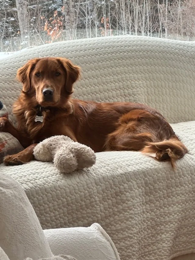 Owner photos of their BFF's from our litters! — Green Mountain Golden ...