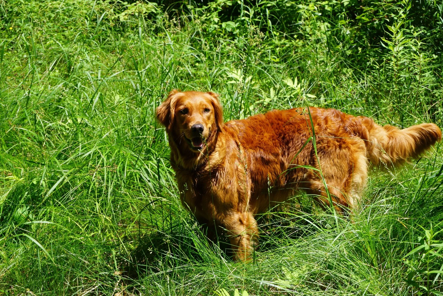 Green Mountain Golden Retrievers of Vermont