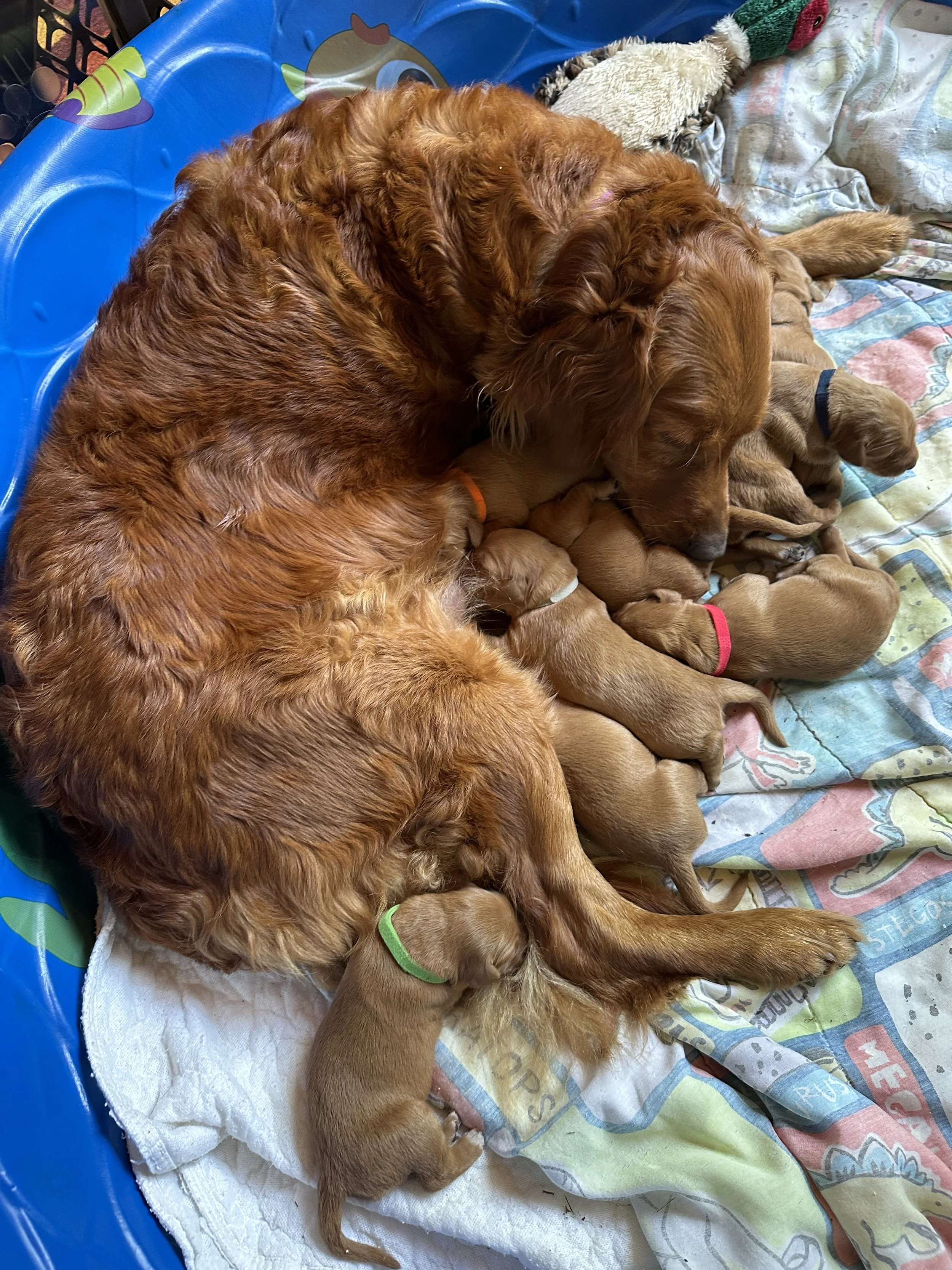 Current Litters — Green Mountain Golden Retrievers of Vermont