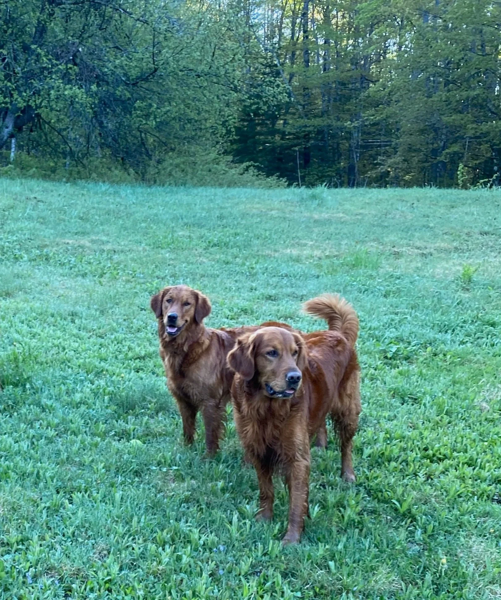 General 1 — Green Mountain Golden Retrievers of Vermont