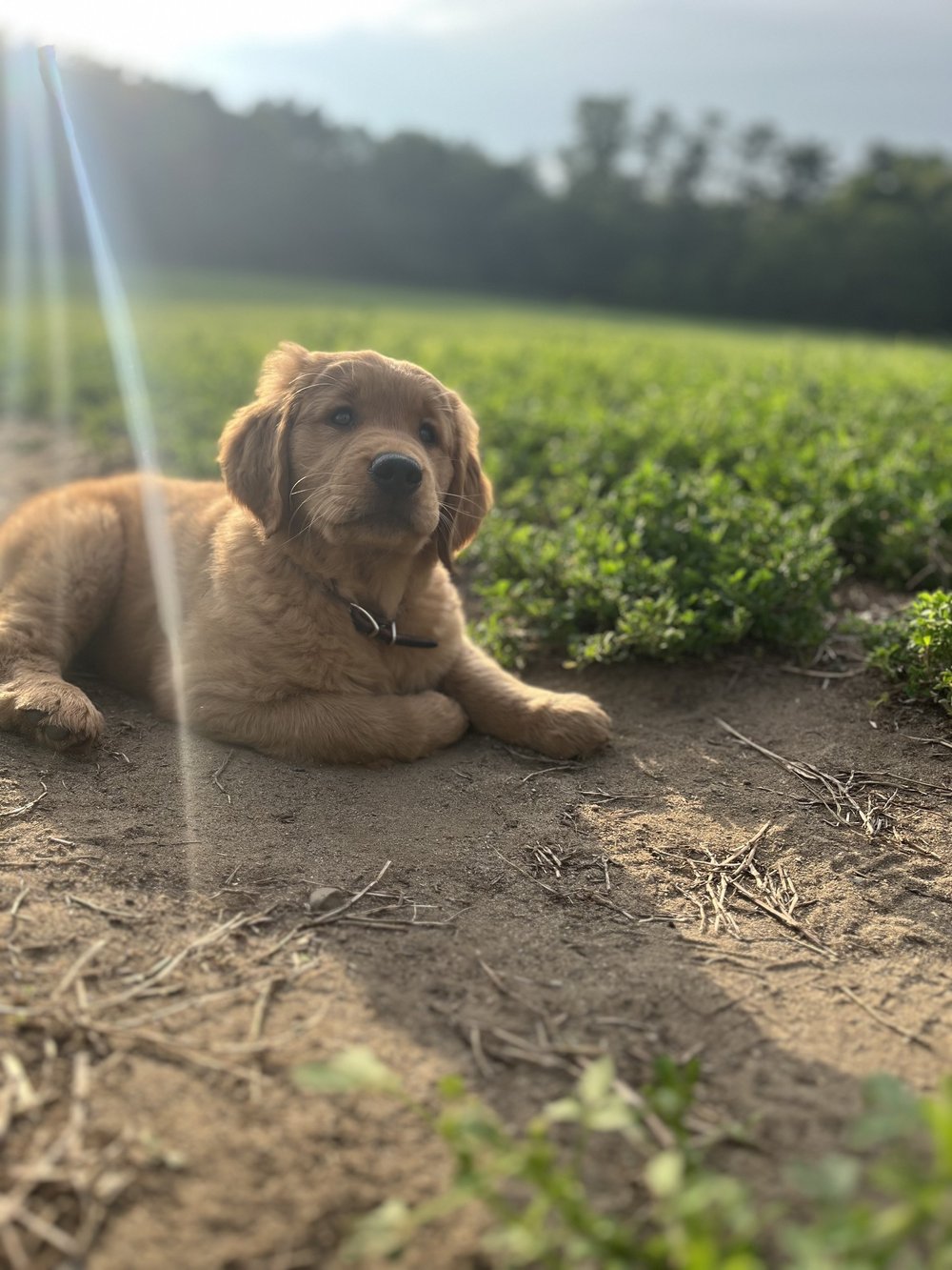 Green Mountain Golden Retrievers of Vermont