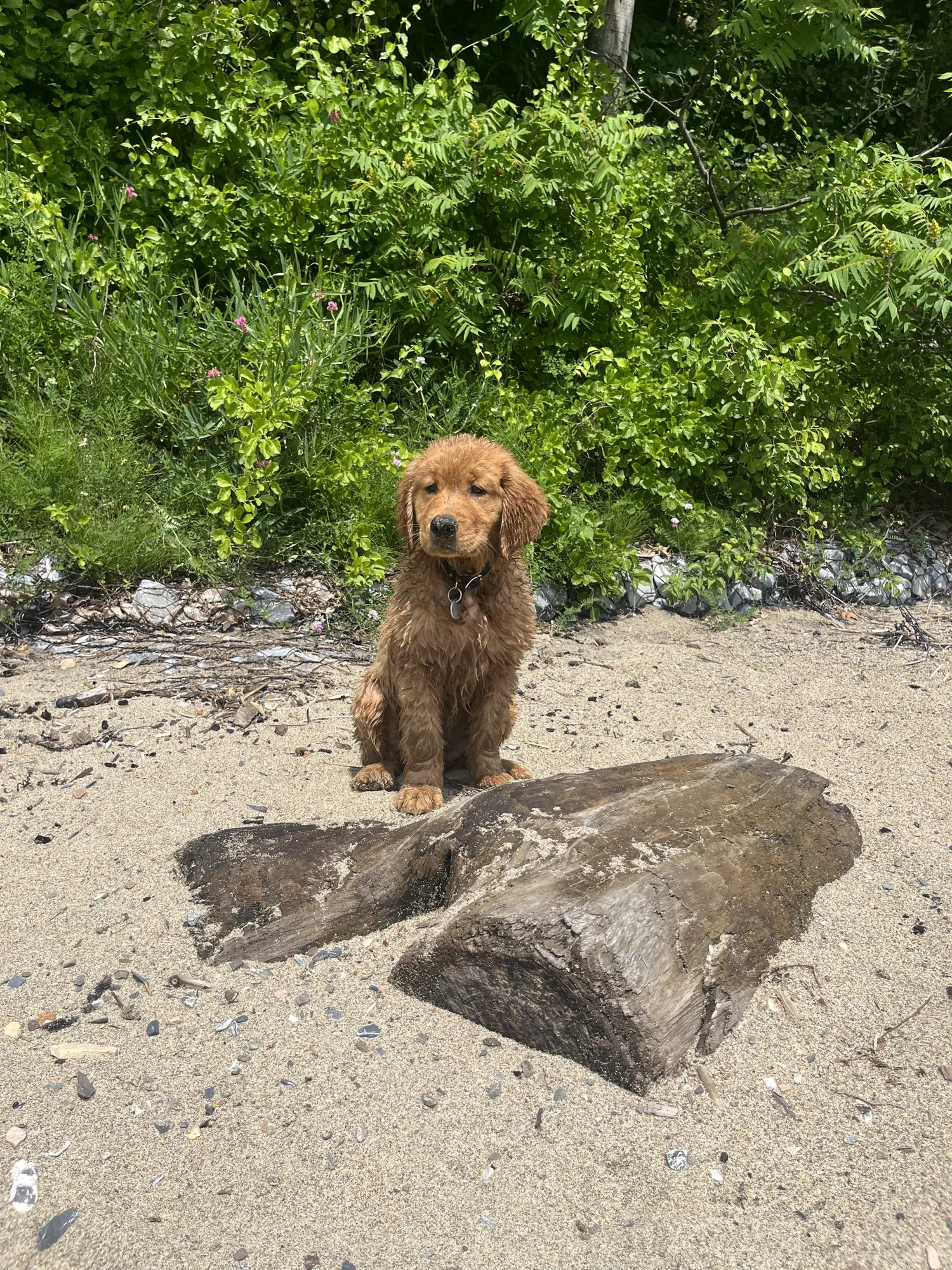 Green Mountain Golden Retrievers of Vermont