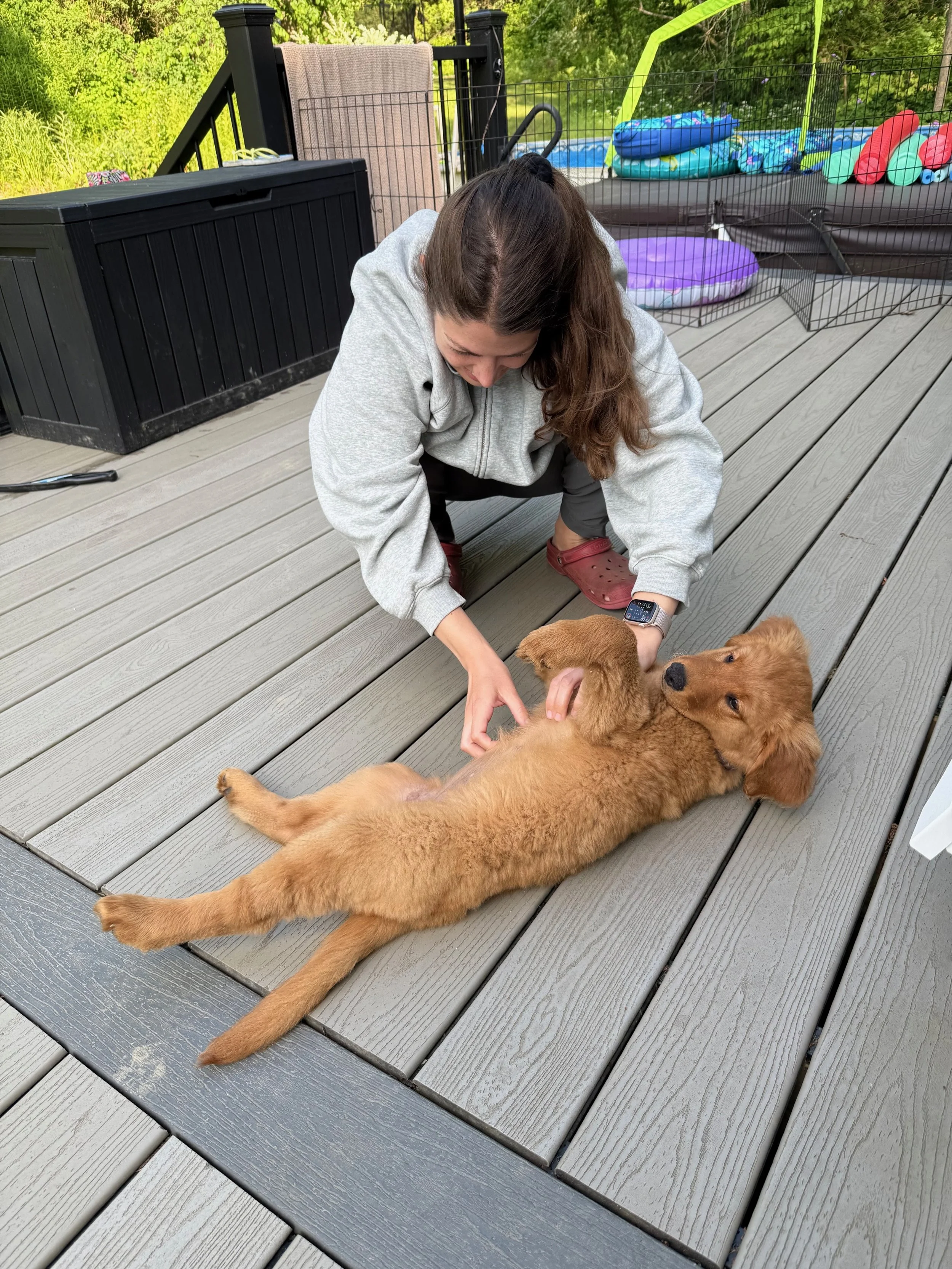 Green Mountain Golden Retrievers of Vermont